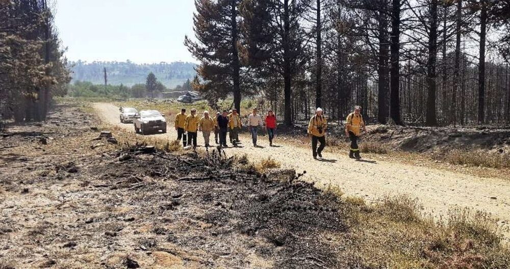 Declararon de «interés ambiental federal» la restauración de un bosque ...